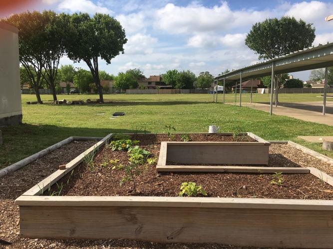 Green thumbs, growing minds: Garland ISD’s GRCTC partners with Herfurth ...