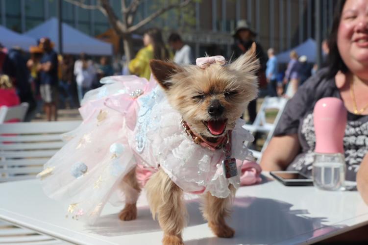 Dog Days offers pet-friendly atmosphere to Coppell residents each year ...