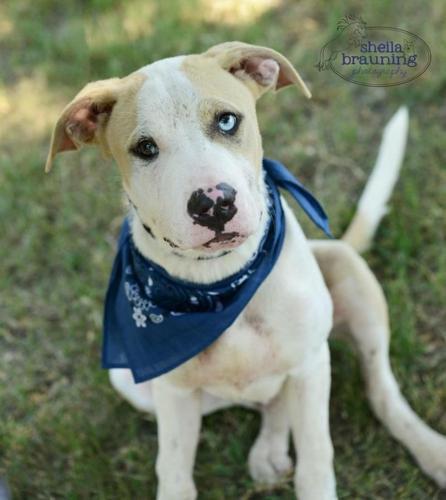 Allen Animal Shelter hosting adoption event at PetSmart | Allen ...