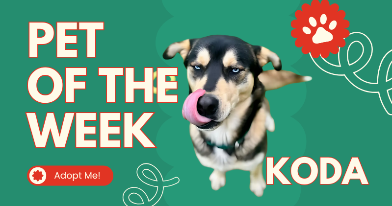 Pet of the Week: Koda, a playful and affectionate Husky mix | Flower ...