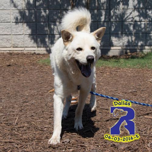 Rowlet Animal Shelter dogs await adoption | Rowlett Lakeshore Times ...