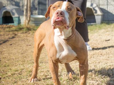 Rowlett Pet of the Week: Rooster | Rowlett Lakeshore Times ...