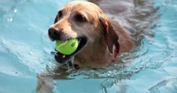 Splish splash: Dogs get chance to dress up, dive at annual event ...