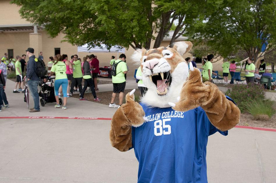 Collin College Cougar Run set for April 14 | News | starlocalmedia.com
