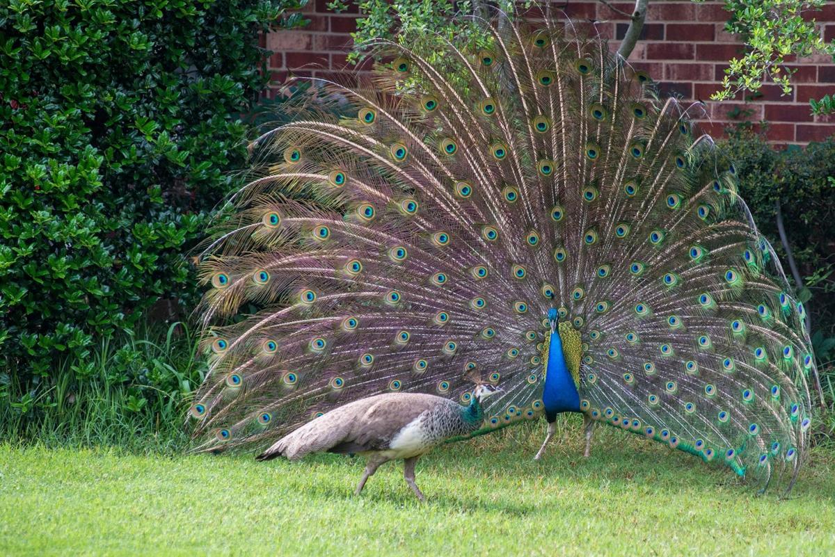 Residents looking to educate public about peacocks | Homepage ...