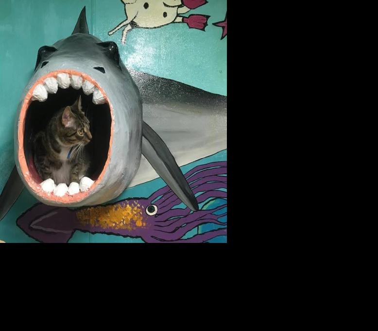 The Colony Animal Shelter cat room gets inspiring makeover | Homepage ...