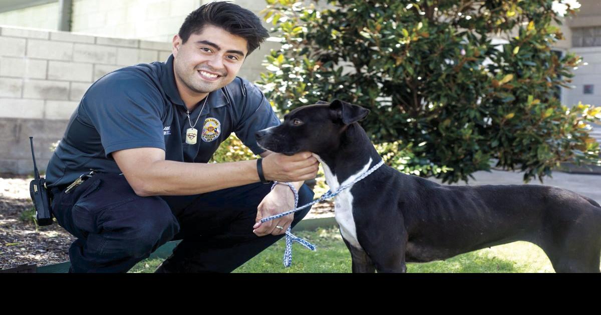 Allen Animal Shelter, police partner for ‘Purple Paws Against Violence ...