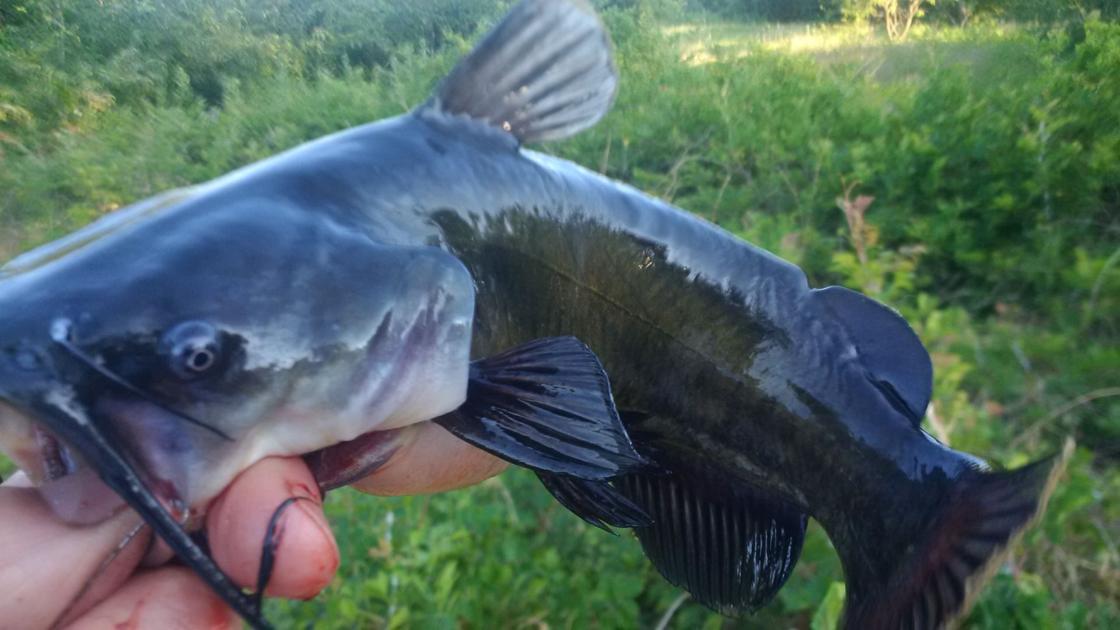 Bullheads, the other catfish: ‘Mud cats’ still make for excellent ...