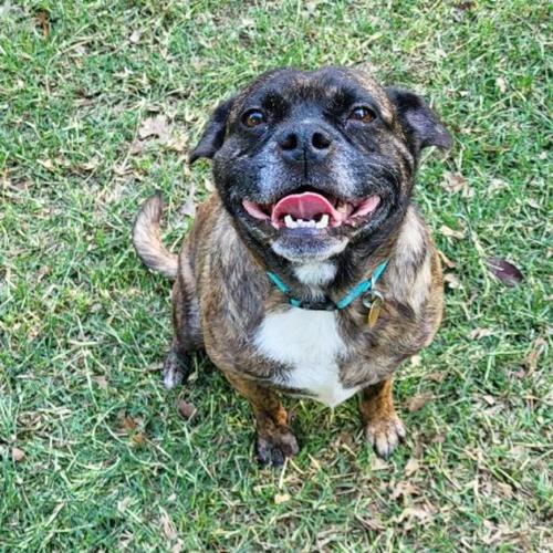 Meet Sammy, the Adorable Boxer/Pug Mix! | Flower Mound Leader | Local ...