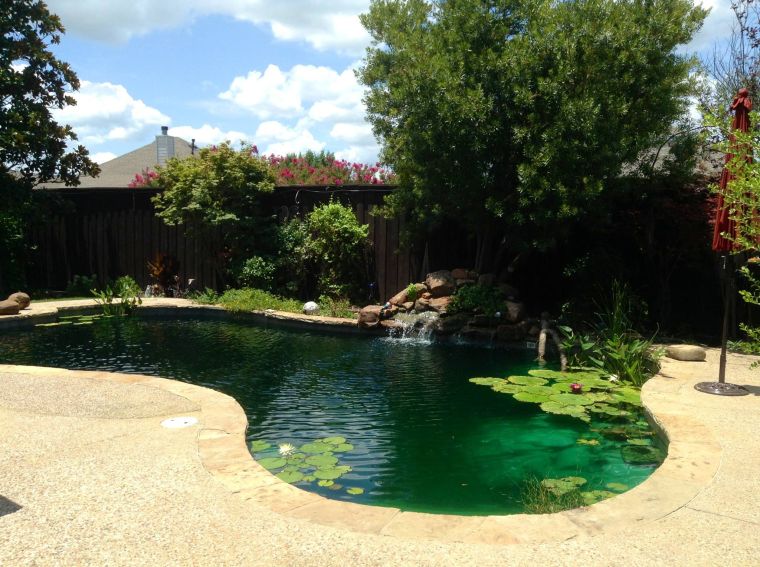 Rowlett family converts swimming pool to a natural swimming pond ...