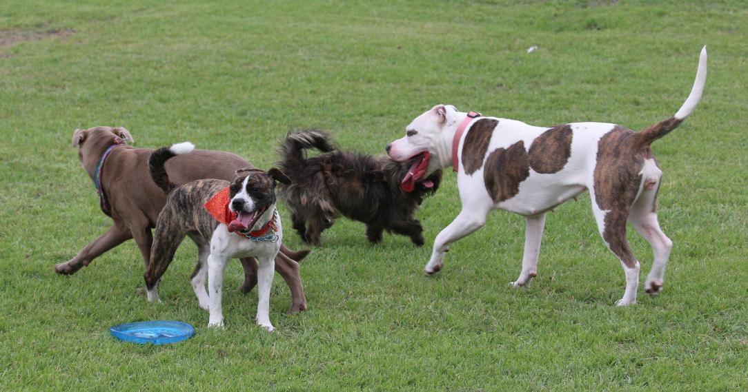 The Colony City Council approves dog park | The Colony Courier-Leader ...