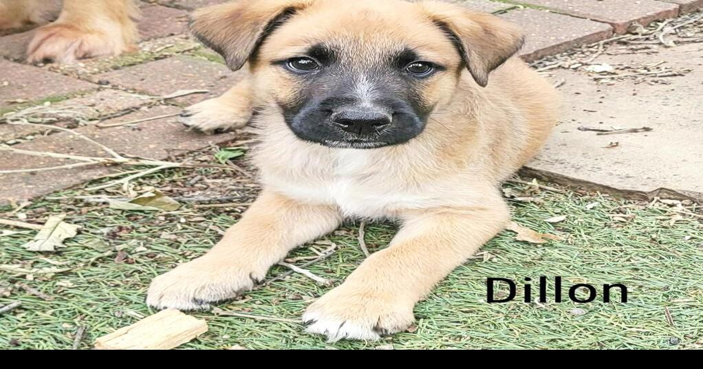 Meet Dillon, a 9-Week-Old Shepherd-Mastiff Mix Puppy! | Flower Mound ...