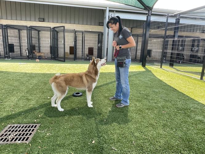 Learn how Friends of Little Elm Animal Shelter has become a beacon of ...
