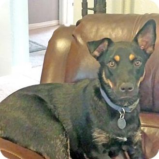 Rowlett Pet of the Week: Molly | Rowlett Lakeshore Times ...