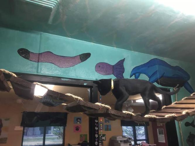 The Colony Animal Shelter cat room gets inspiring makeover | Homepage ...