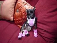 bobcat attacks small dog