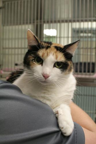 Allen pets of the week: Sept. 15-22 | Allen American | Local News ...