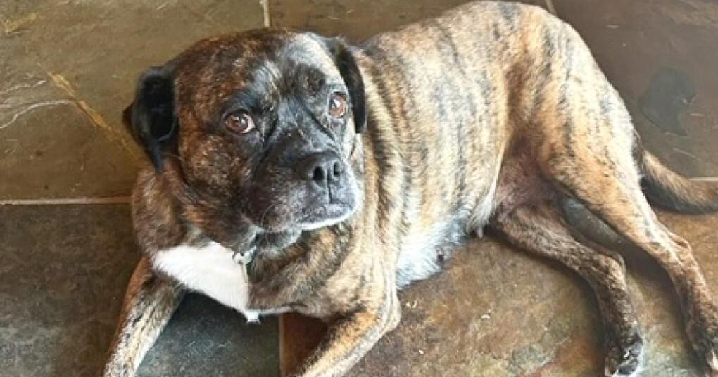 Meet Sammy, the Adorable Boxer/Pug Mix! | Flower Mound Leader | Local ...