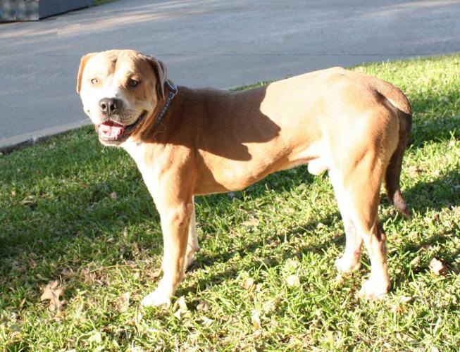 Allen pets of the week: Nov. 16-22 | Allen American News ...