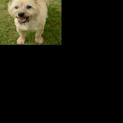 Allen pets of the week | Allen American News | starlocalmedia.com