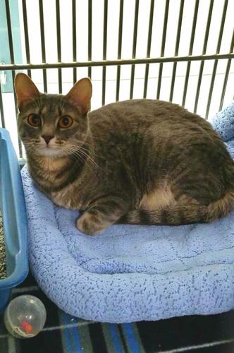 Allen pets of the week: Nov. 16-22 | Allen American | Local News ...