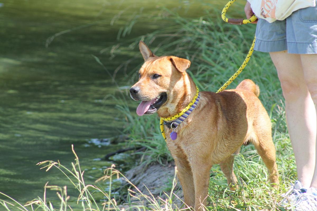Rowlet Animal Shelter dogs await adoption | Rowlett Lakeshore Times ...