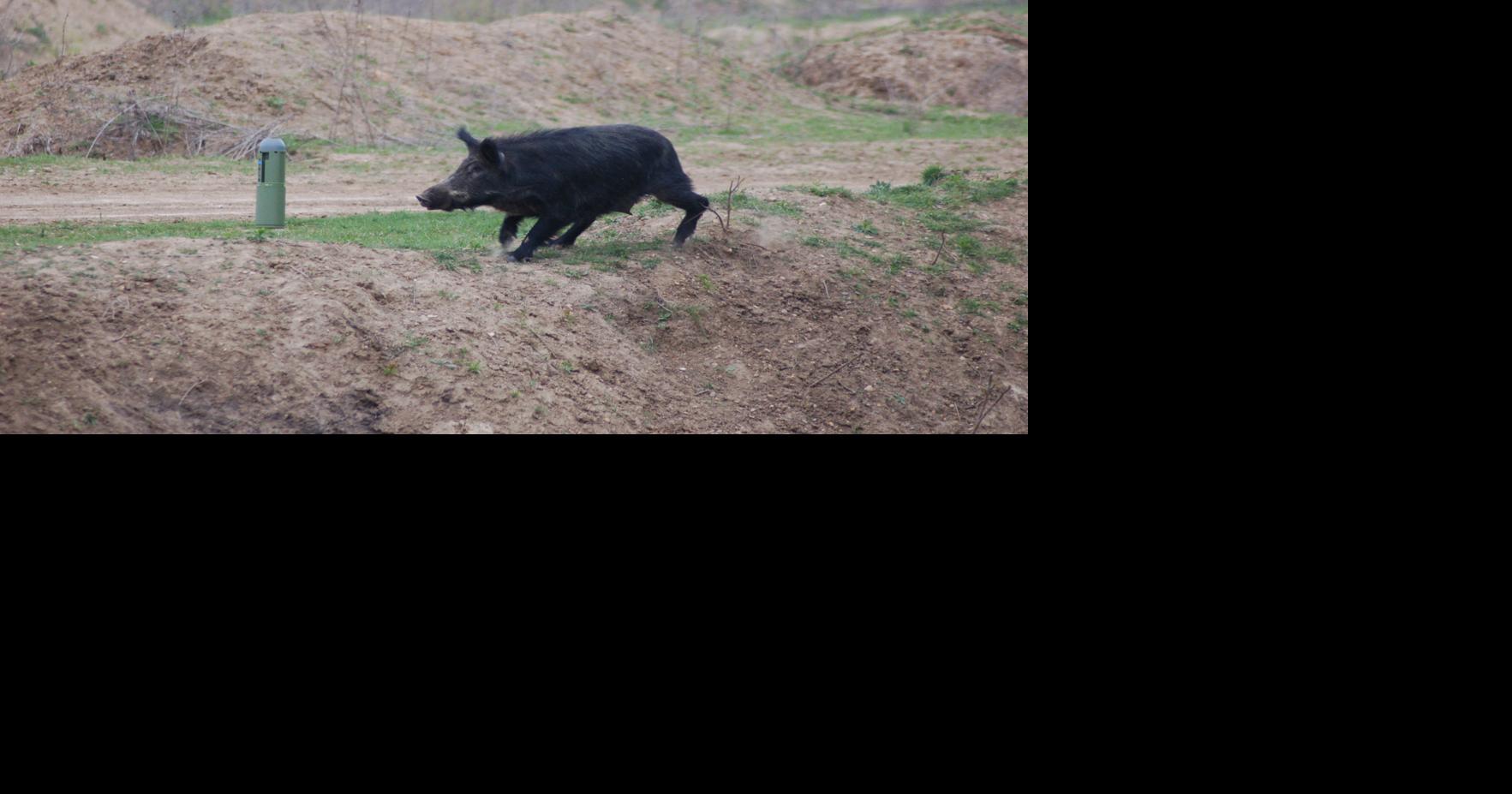 Calling all hogs | Opinion | starlocalmedia.com