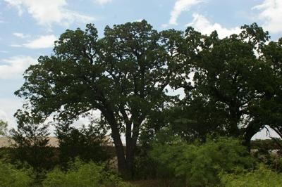 Second annual search for largest Prosper tree begins | Frisco ...