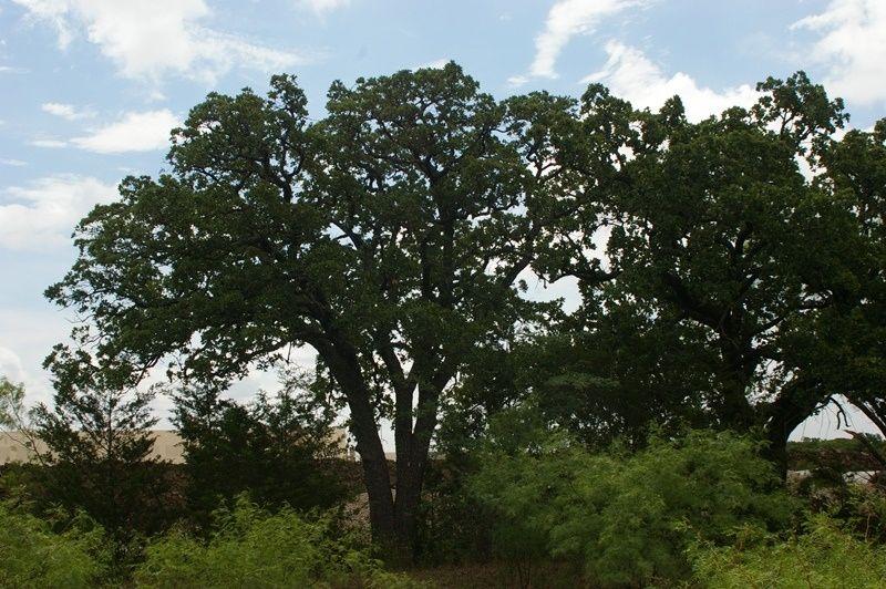 Second annual search for largest Prosper tree begins | News ...