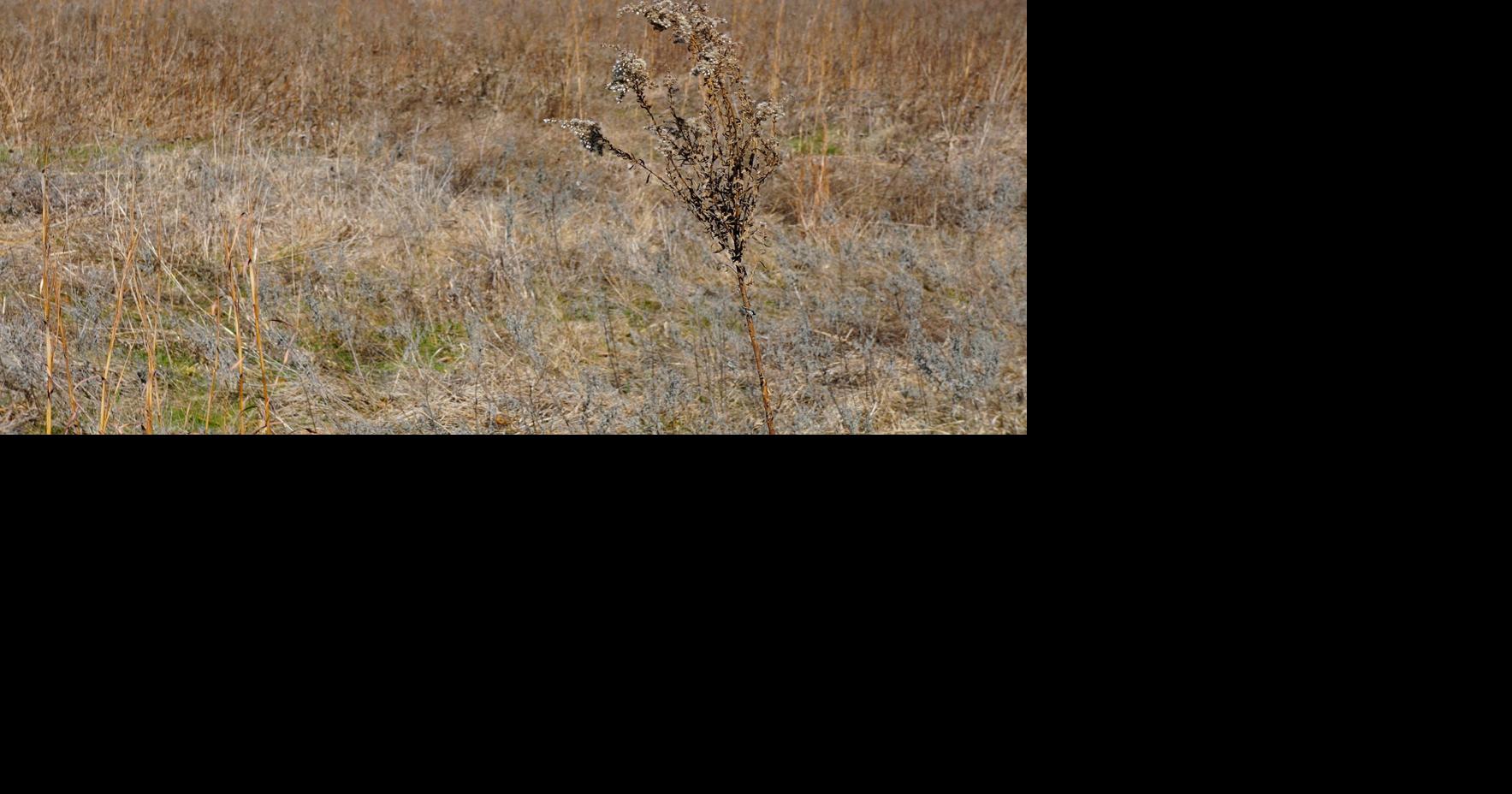 Flower Mound Fire Department to conduct prescribed burn on The Flower ...