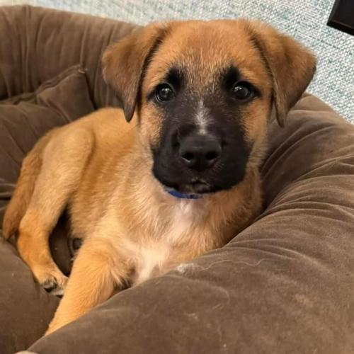 Meet Dillon, a 9-Week-Old Shepherd-Mastiff Mix Puppy! | Flower Mound ...