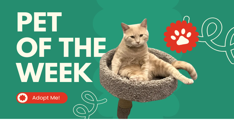 Meet Dwight - 1-Year-Old Affectionate Domestic Shorthair | Flower Mound ...