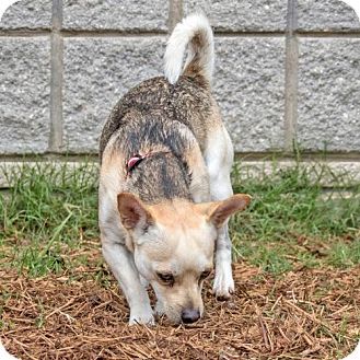 Rowlett Pet of the Week: Levi | Rowlett Lakeshore Times ...