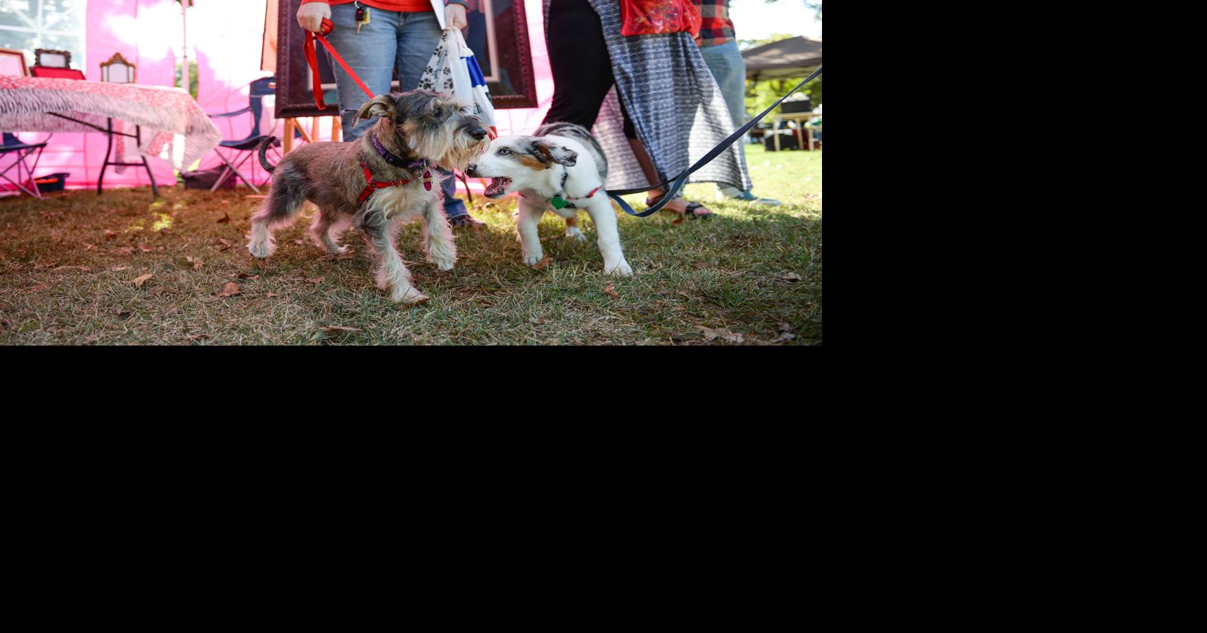 Fido Fest set for Oct. 7 | Flower Mound Leader | Local News ...