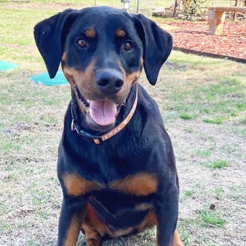 Meet Hannah, a Sweet Rottweiler/Doberman Mix | Flower Mound Leader ...