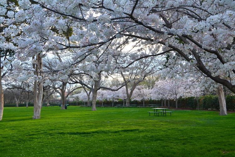 Dallas garden showcases 500,000 blooms for annual festival | Out And ...