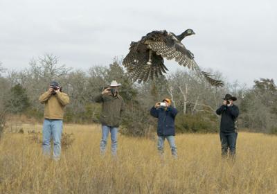 Eastern wild turkey restocking program underway | Opinion ...