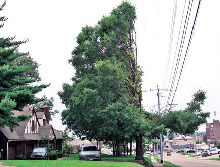 Power Board elects chairman, hears tree-trimming concerns | News ...