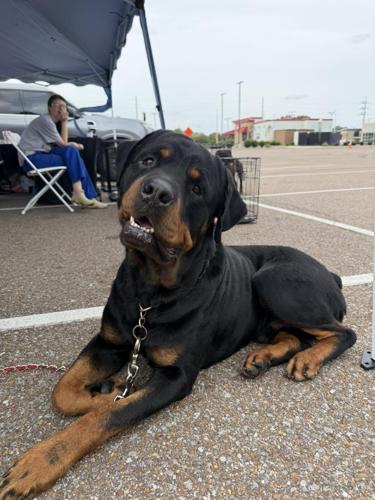 Shelter stretched beyond capacity as animal intakes climb | News ...