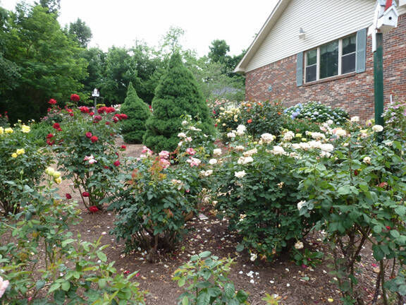 Catching rose fever: advice from growers | News | stategazette.com