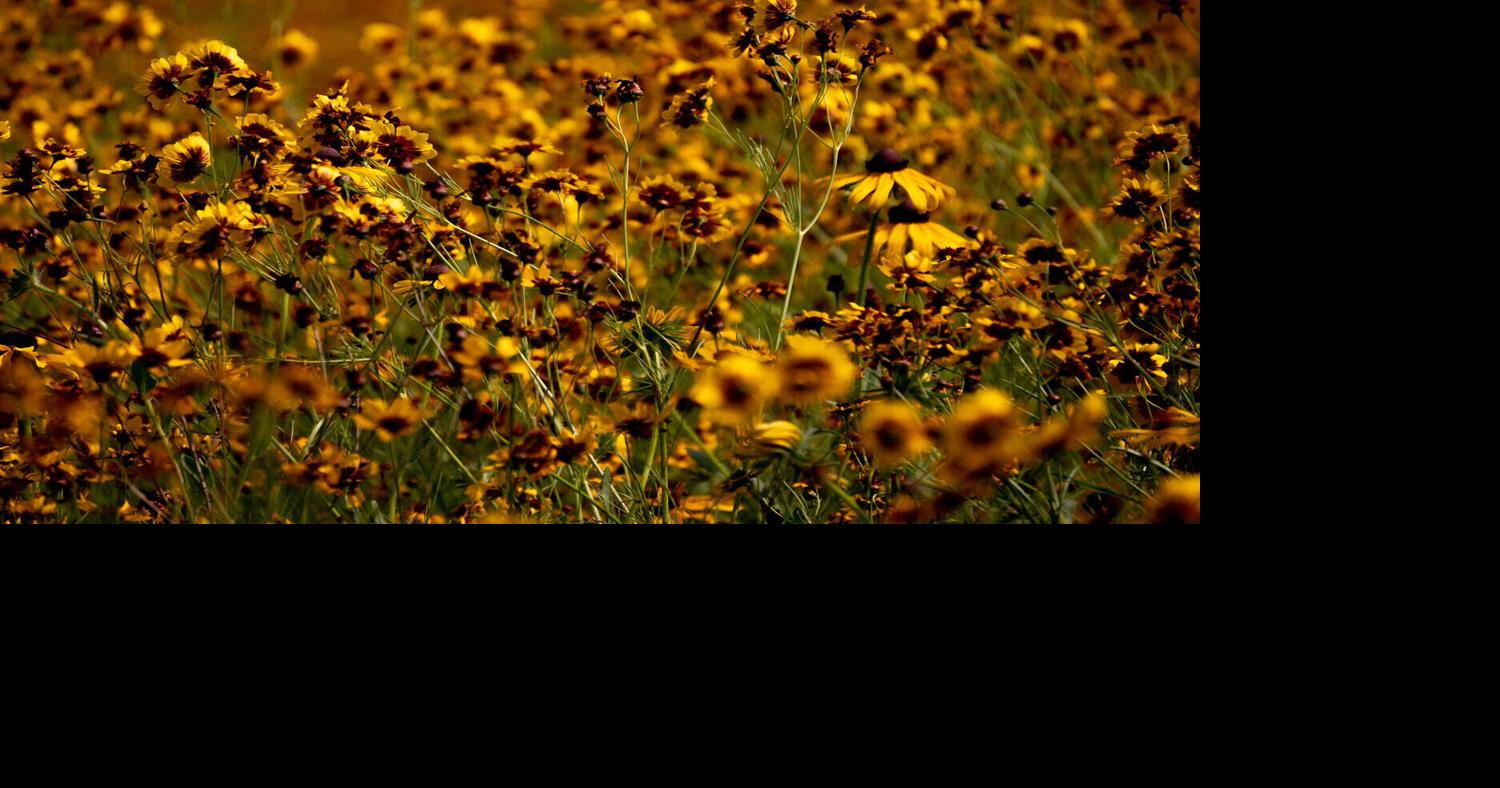 Pollinator garden at Three Oaks is generating all the buzz | News | stategazette.com