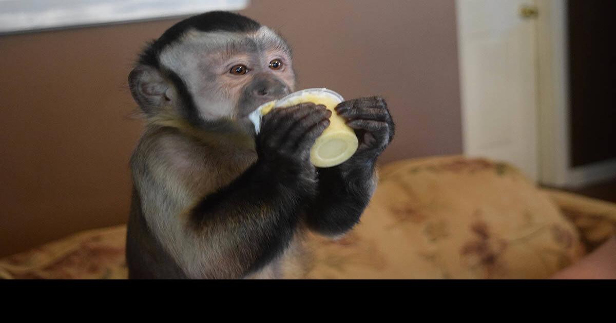 Locals go bananas for the Monkey Boo! Bash | News | stategazette.com