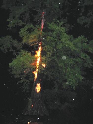 Cypress on fire | Archives | stategazette.com