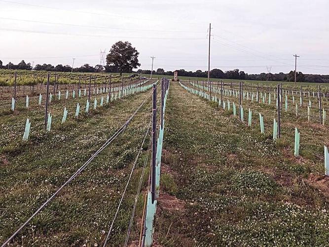 white squirrel winery