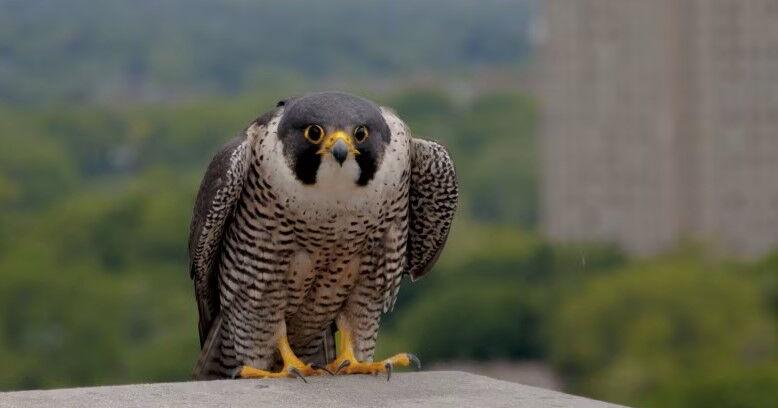 Chick Banding Marks Latest Chapter In Peregrine Falcon Restoration ...