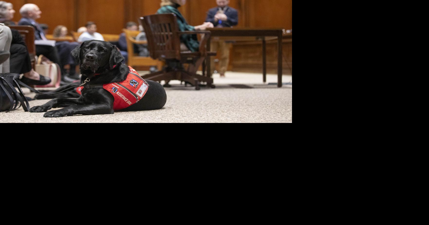 Proposed panel would consider service animal fraud penalties | The ...