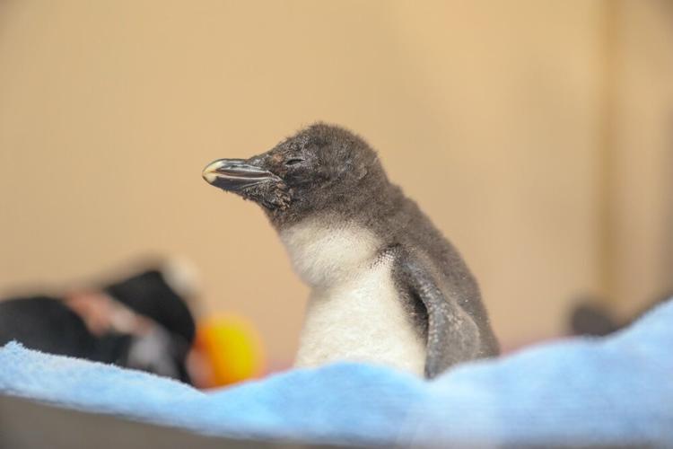 Penguin Chick "Healthy, Thriving" After Assisted Hatch | Archives ...