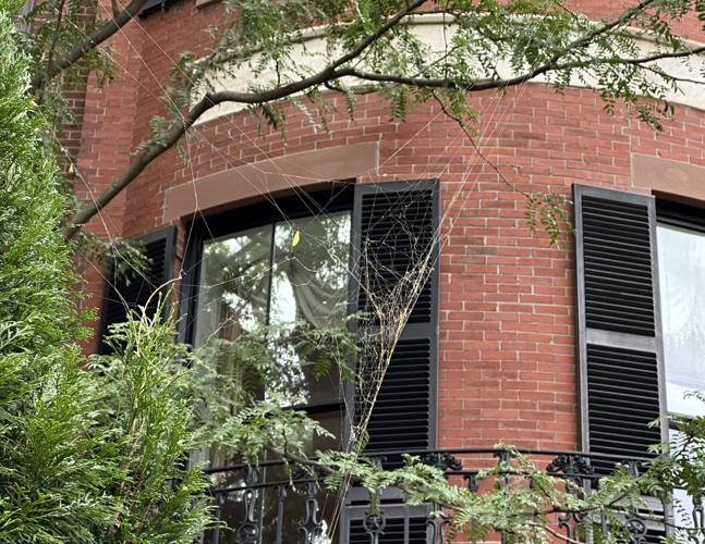 Joro Spider Finds Home On Beacon Hill | Environment | statehousenews.com