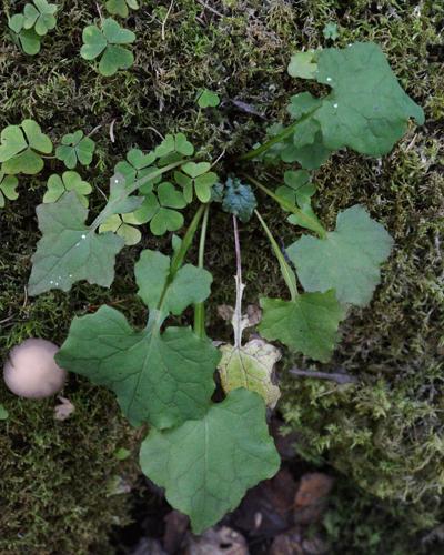 Two Invaders Marked For State's Prohibited Plant List | Archives ...