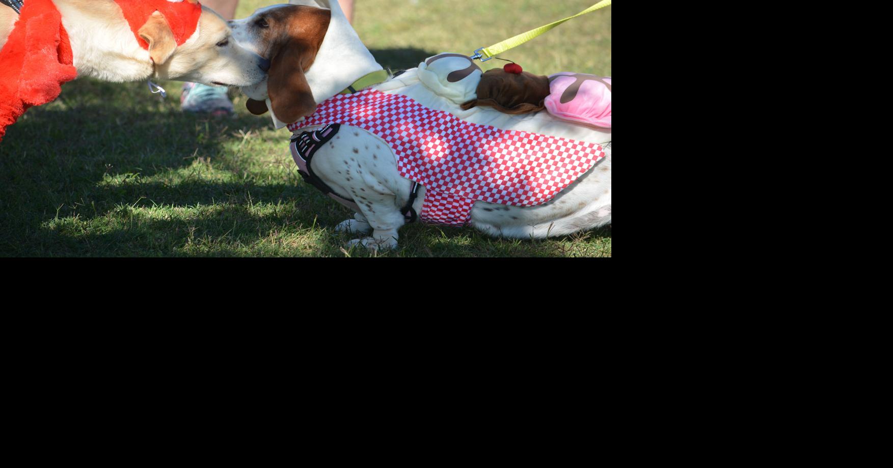 2023 Sydney's Howl-o-Ween Bowser Bash | Photo & Video | stateportpilot.com